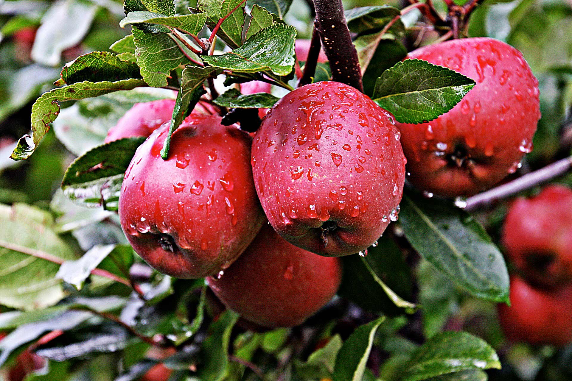 Evaluation of performance of ferti-activator Sanbio EPSOMIT on the ...