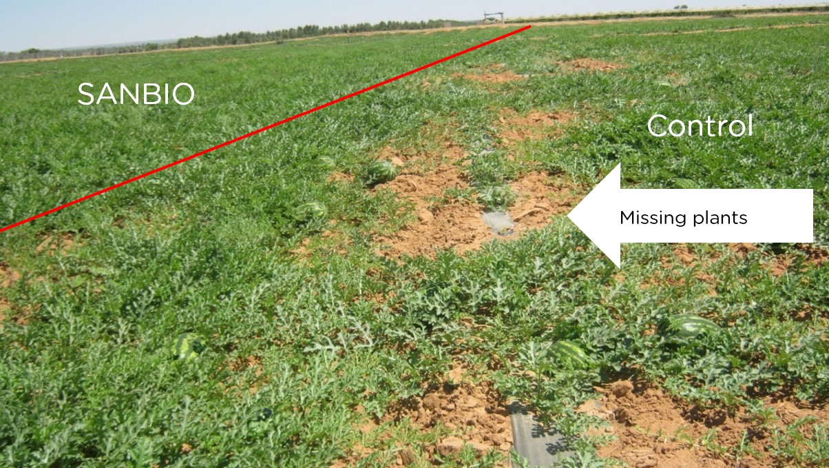 Effects of Sanbio PLANTA and Sanbio EPSOMIT in controlling Fusarium (F ...