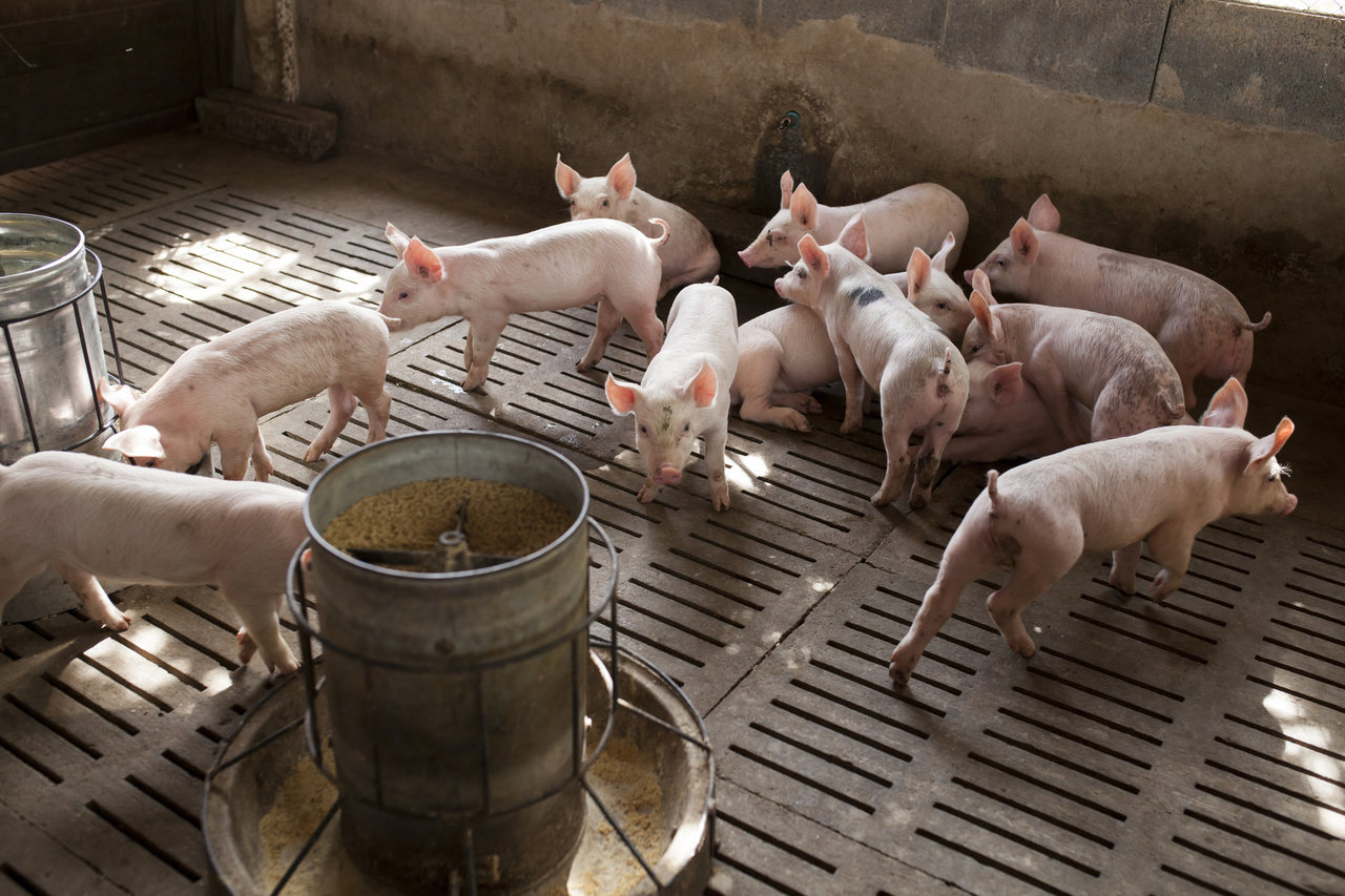 Evaluation of efficacy of SANBIO additives for feed, water and manure ...