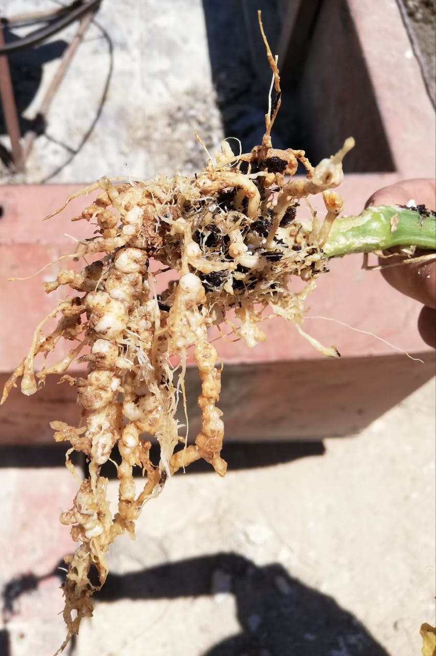 Effect of Sanbio VITAL on recovery of root-knot nematode infested ...