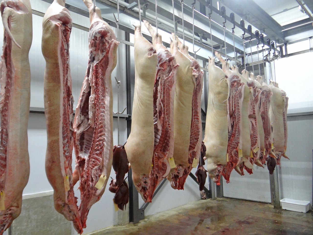 Effect of feed additive Sanbio SANA on productivity and offal of ...