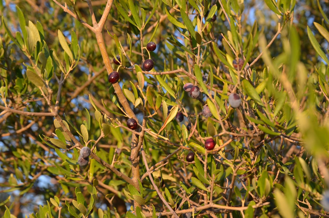 Effect of ferti-activator Sanbio PLANTA in controlling Verticillum wilt ...