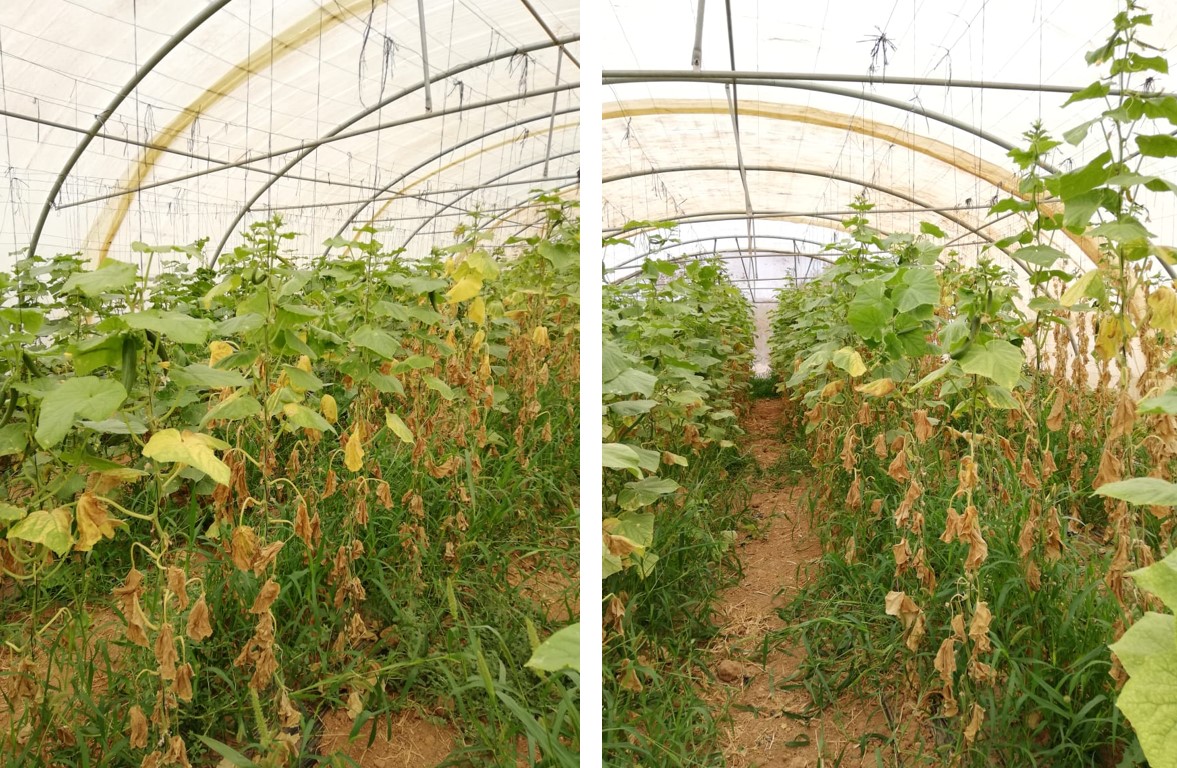 Effect of Sanbio VITAL on recovery of root-knot nematode infested ...