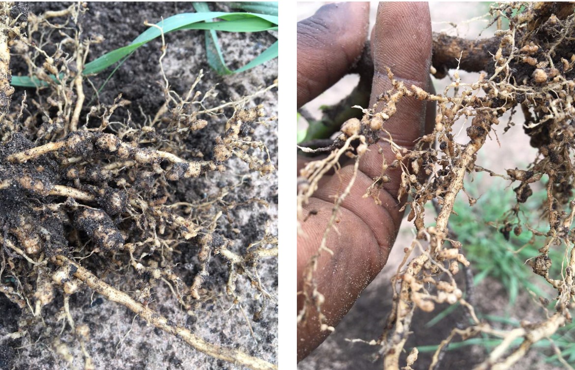 Effect of Sanbio VITAL on recovery of root-knot nematode infested ...