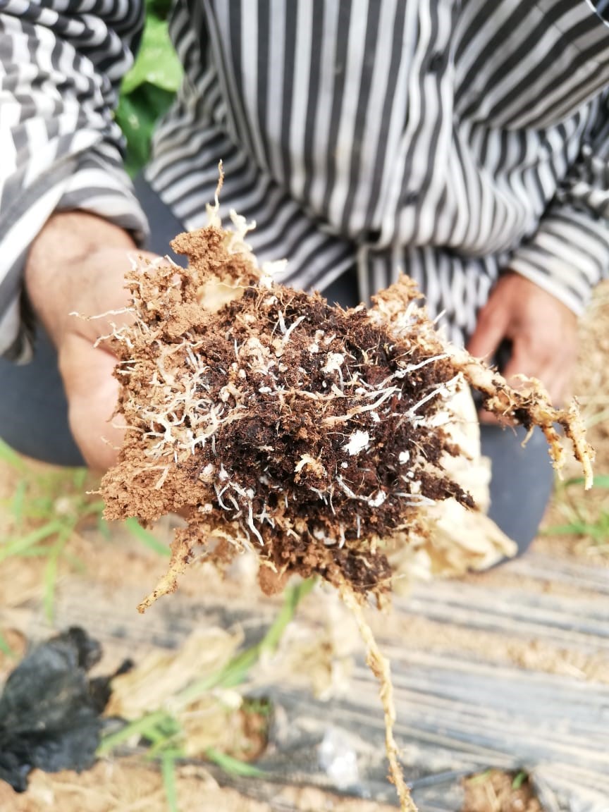 Effect of Sanbio VITAL on recovery of root-knot nematode infested ...