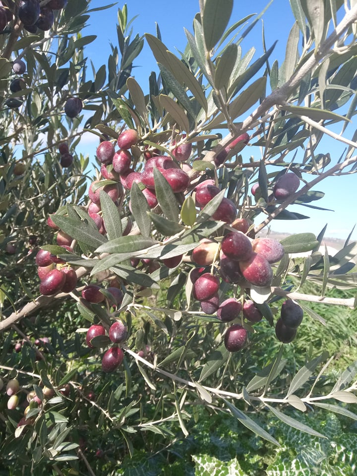 Effect of ferti-activator Sanbio PLANTA in controlling Verticillum wilt ...