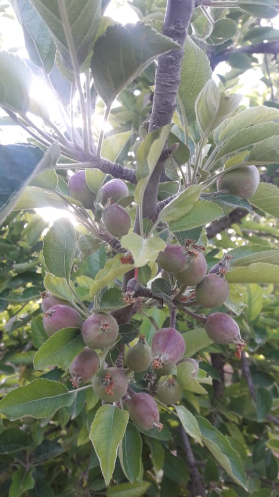 SANBIO - The ultimate booster at my apple orchard's » SANBIO